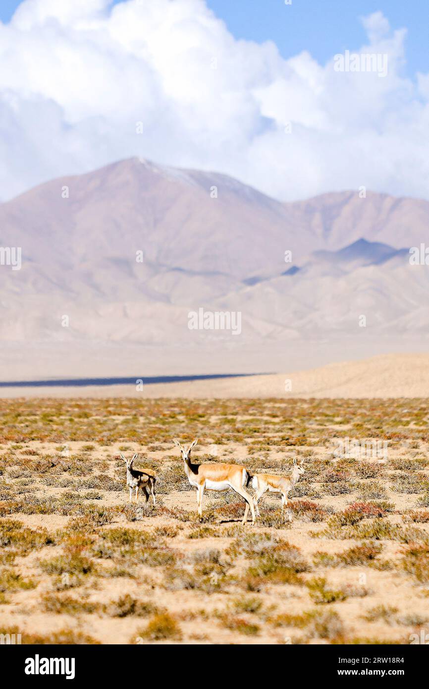 Ruoqiang. 11th Sep, 2023. This photo taken on Sept. 11, 2023 shows ...