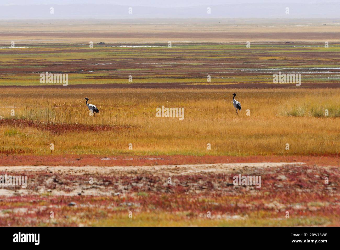 Ruoqiang. 14th Sep, 2023. This photo taken on Sept. 14, 2023 shows ...