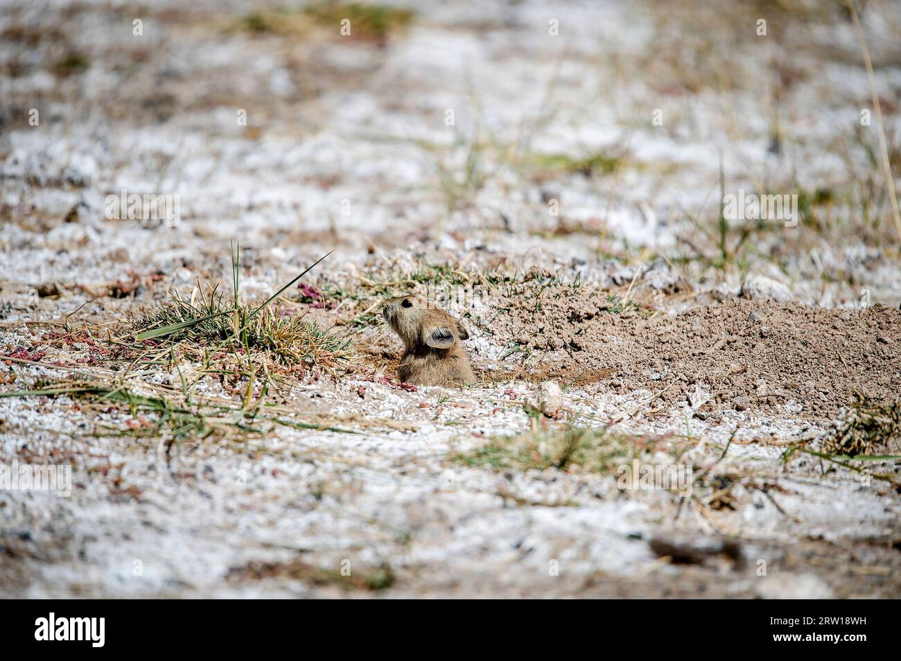 Ruoqiang. 14th Sep, 2023. This photo taken on Sept. 14, 2023 shows a ...