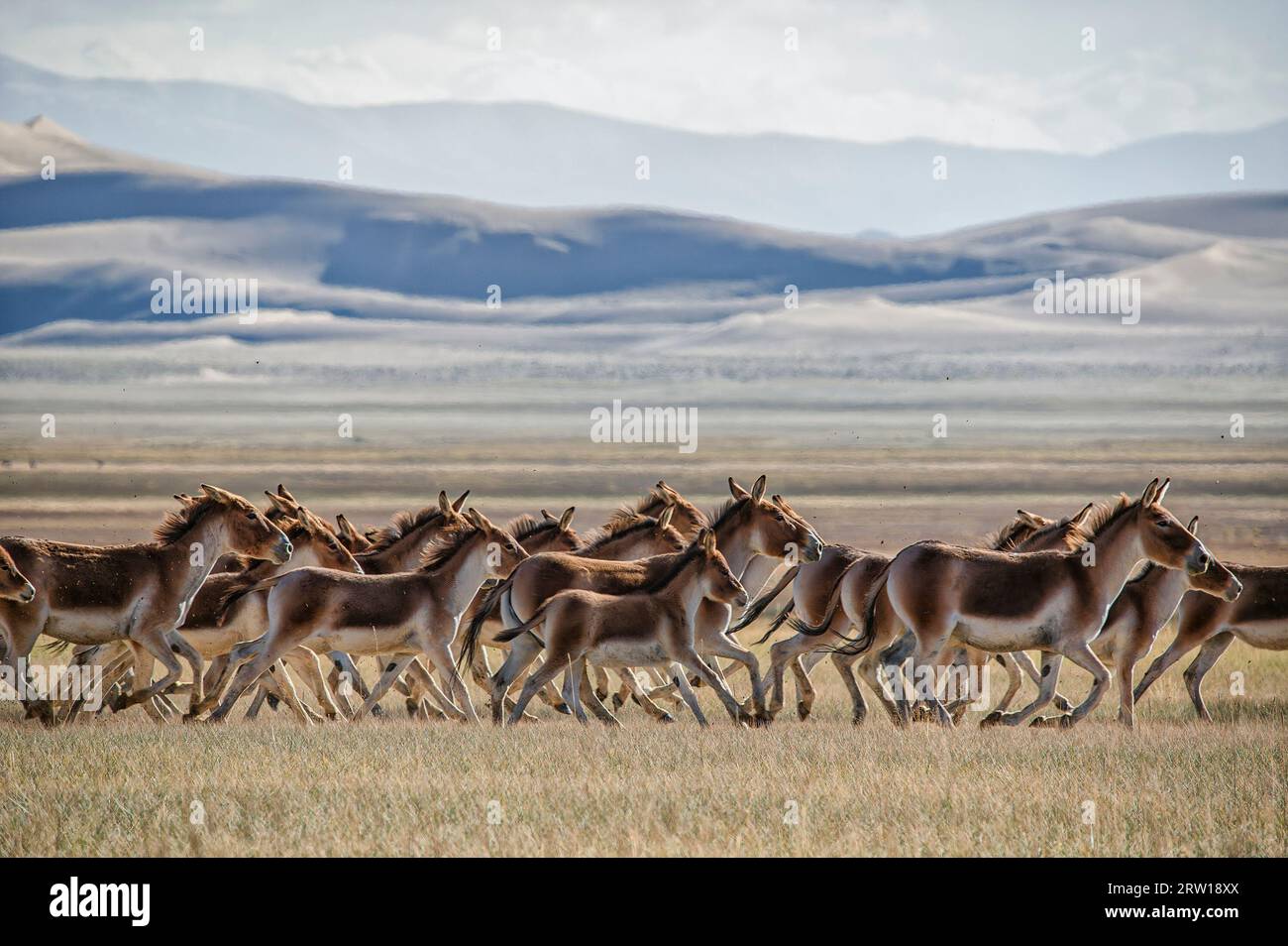 Ruoqiang. 12th Sep, 2023. This photo taken on Sept. 12, 2023 shows ...