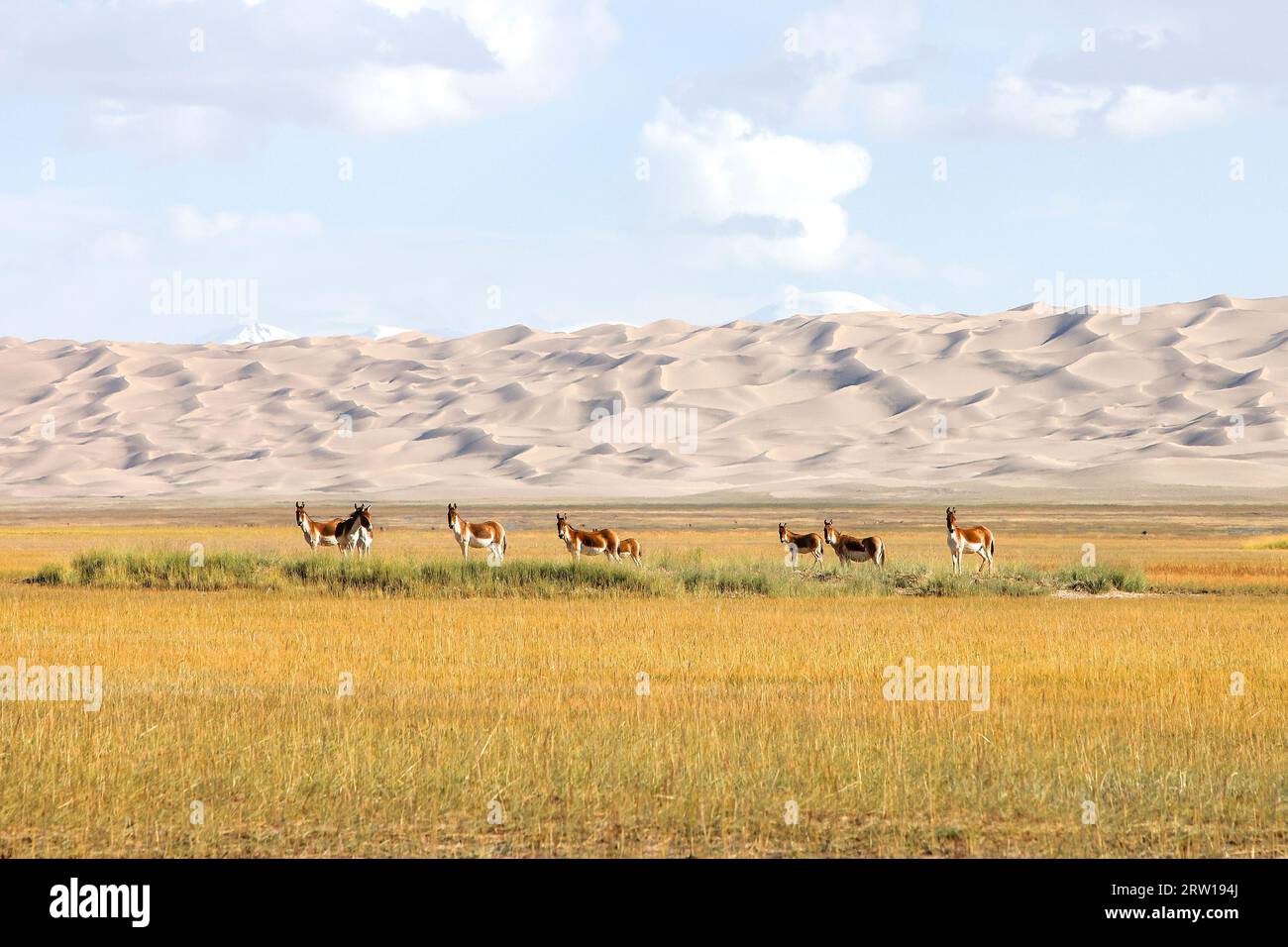 Ruoqiang. 11th Sep, 2023. This photo taken on Sept. 11, 2023 shows ...