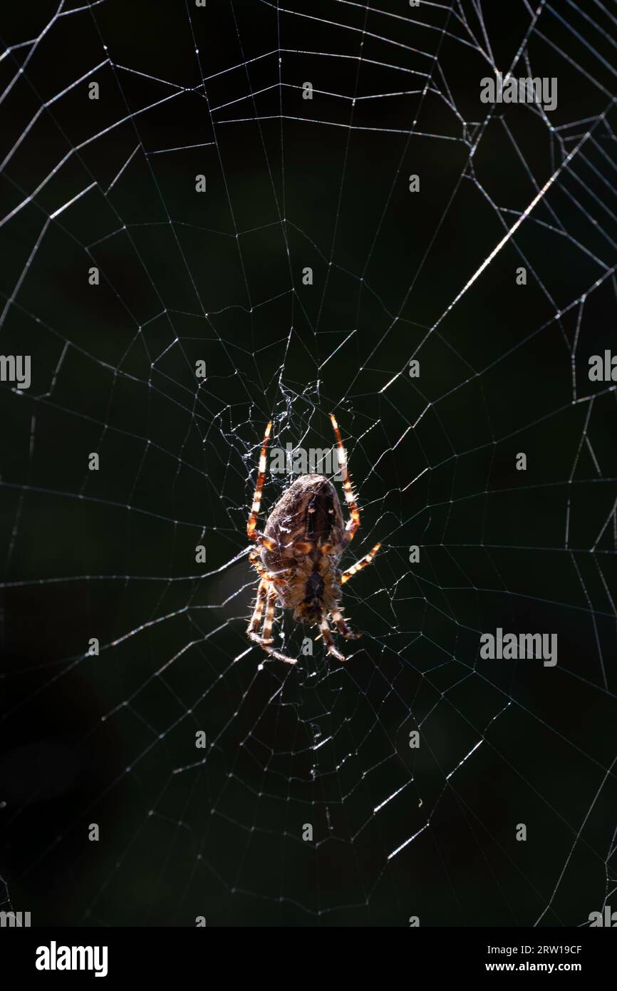 Close-up macro shot of a European garden spider (diadem spider, cross ...