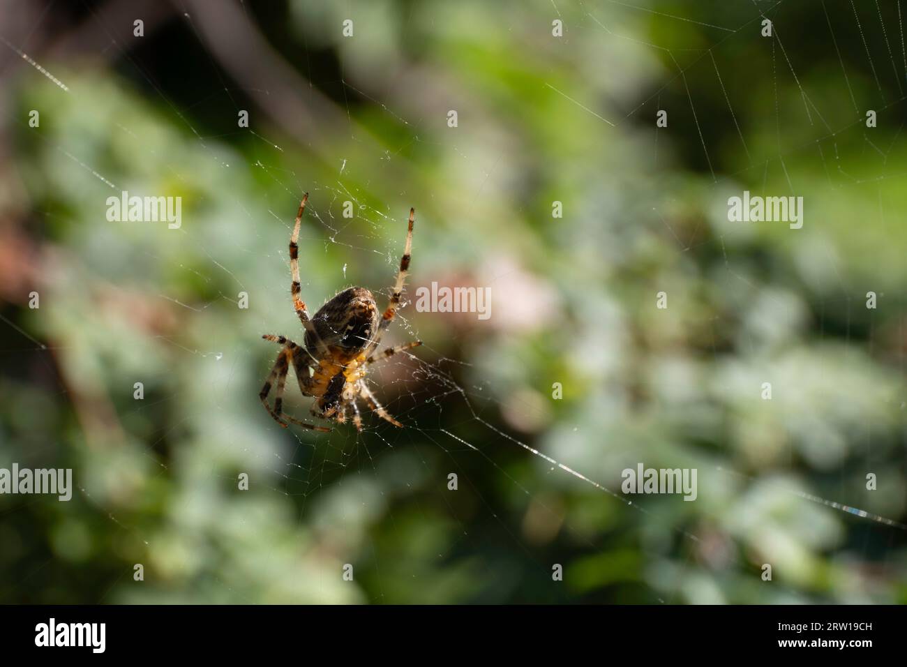 European garden spider (diadem spider, cross spider or Araneus ...