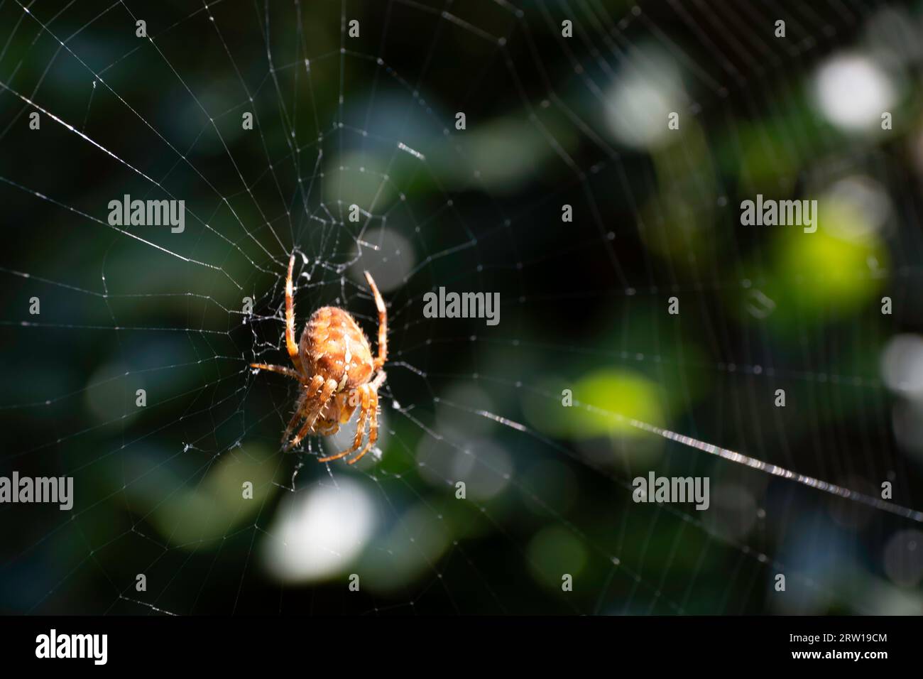 European garden spider (diadem spider, cross spider or Araneus ...