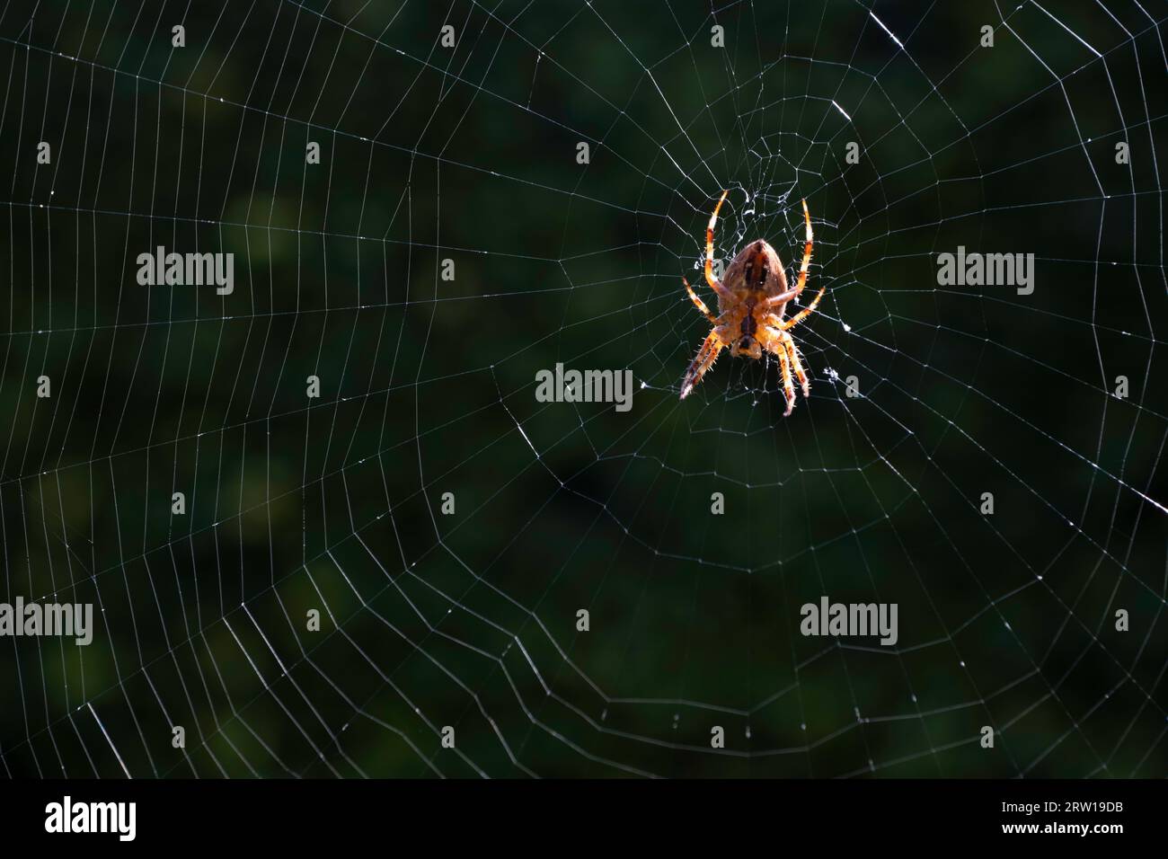 Close-up macro shot of a European garden spider (diadem spider, cross ...