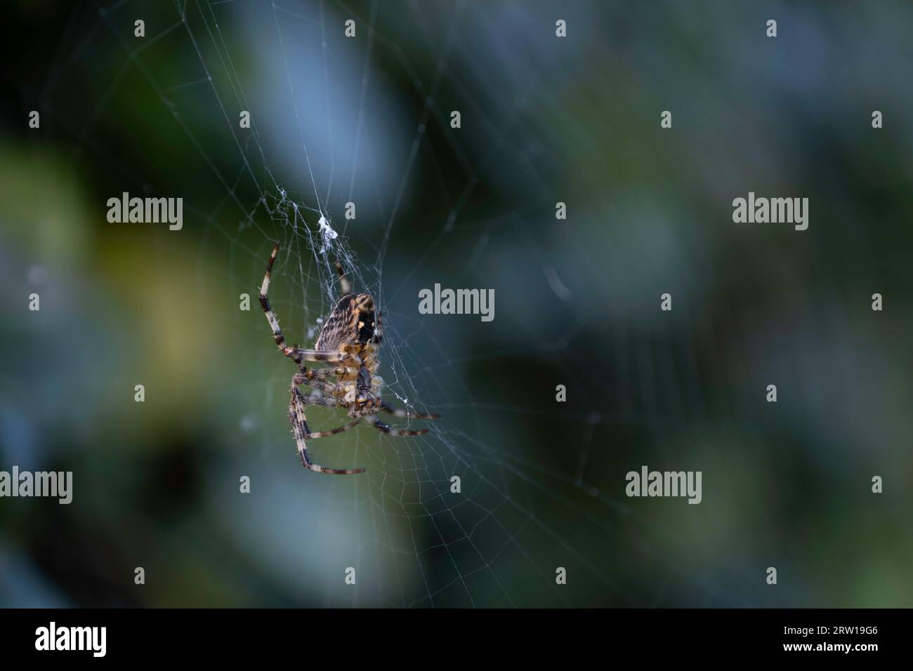 European garden spider (diadem spider, cross spider or Araneus ...