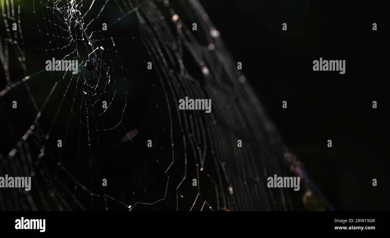 Creepy spider web or cobweb isolated on black background, photographed ...