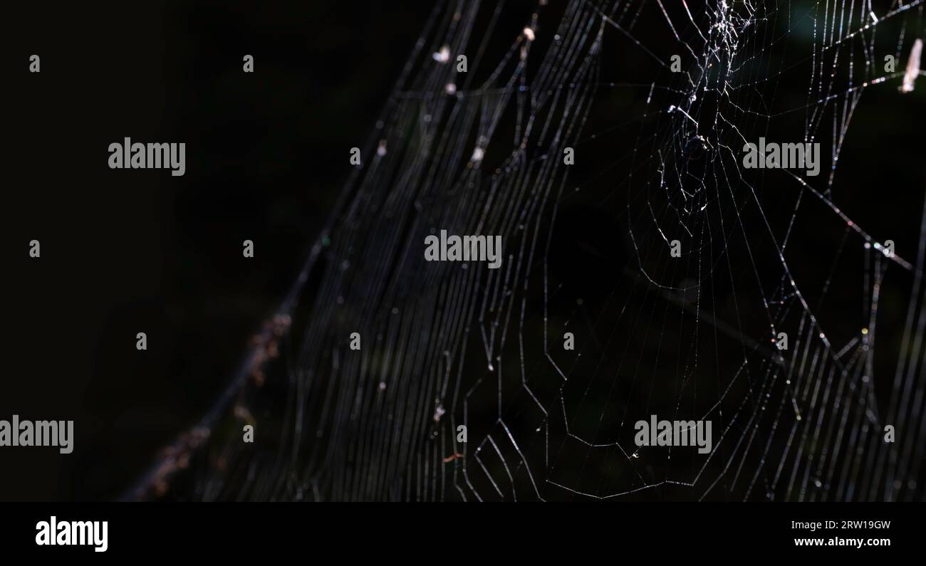 Creepy spider web or cobweb isolated on black background, photographed ...