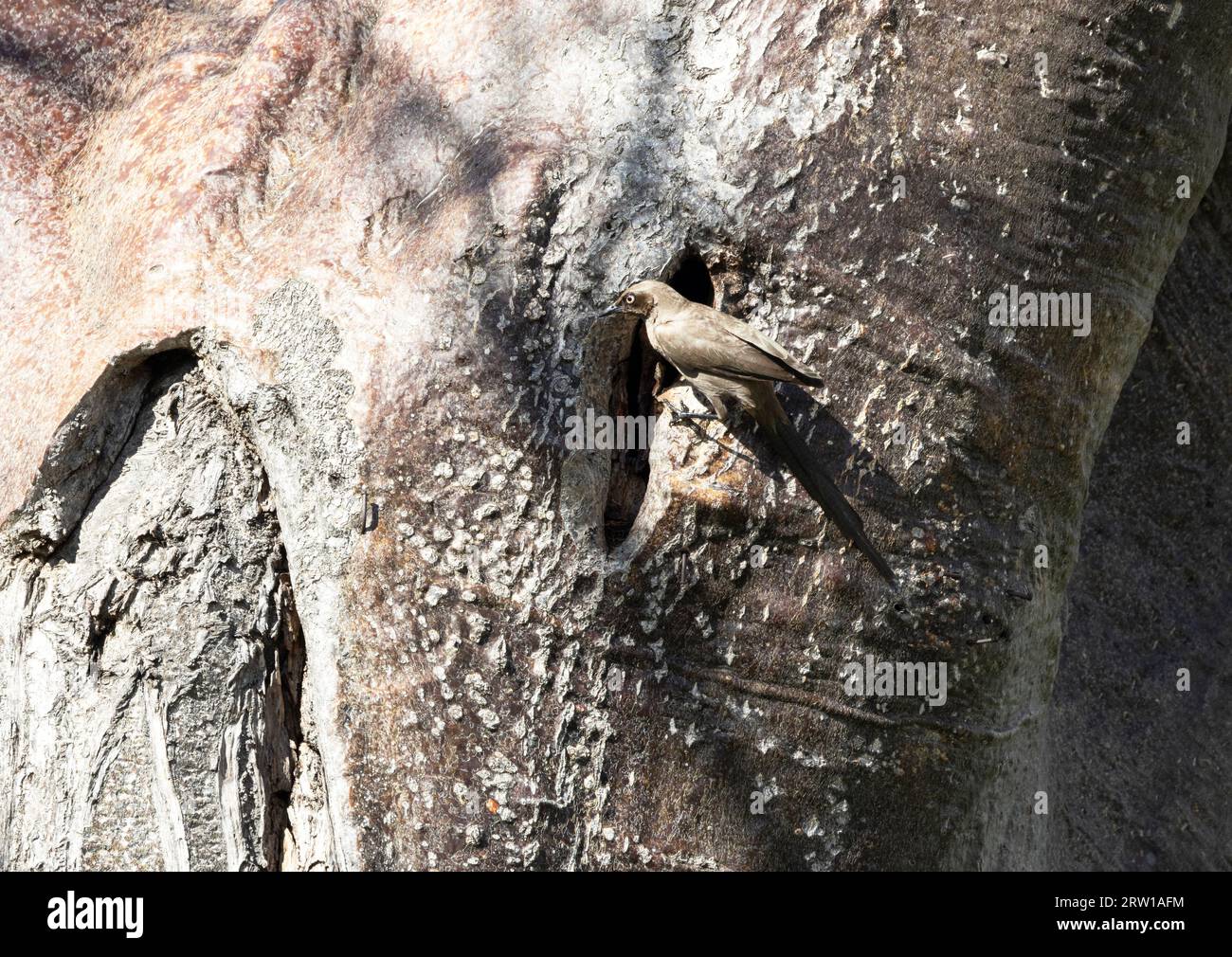 An Ashy Starling, a breed of starling endemic to central Tanzania, sits ... An Ashy Starling, a breed of starling endemic to central Tanzania, sits ...