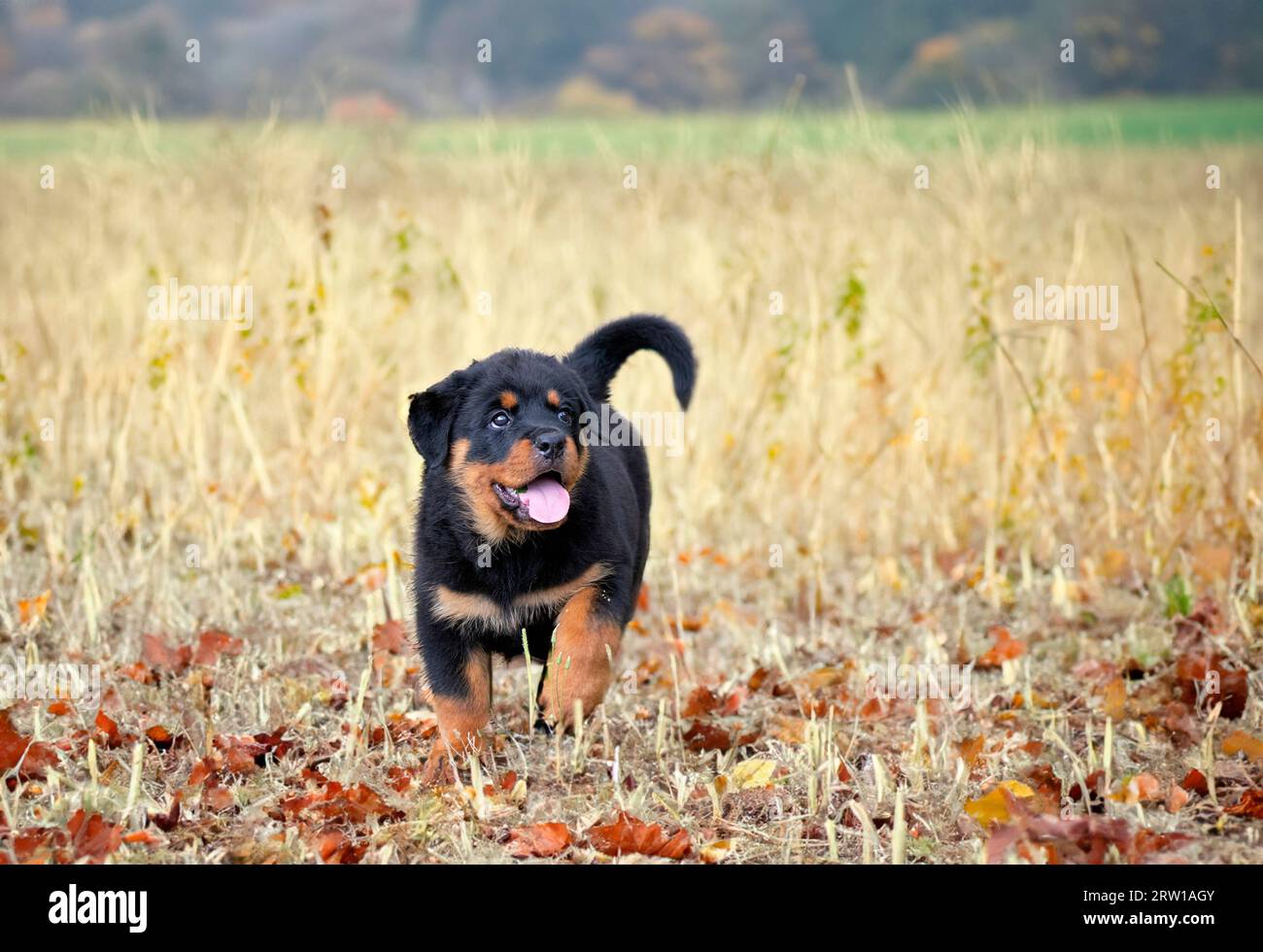 puppy rottweiler running in the nature in summer Stock Photo - Alamy