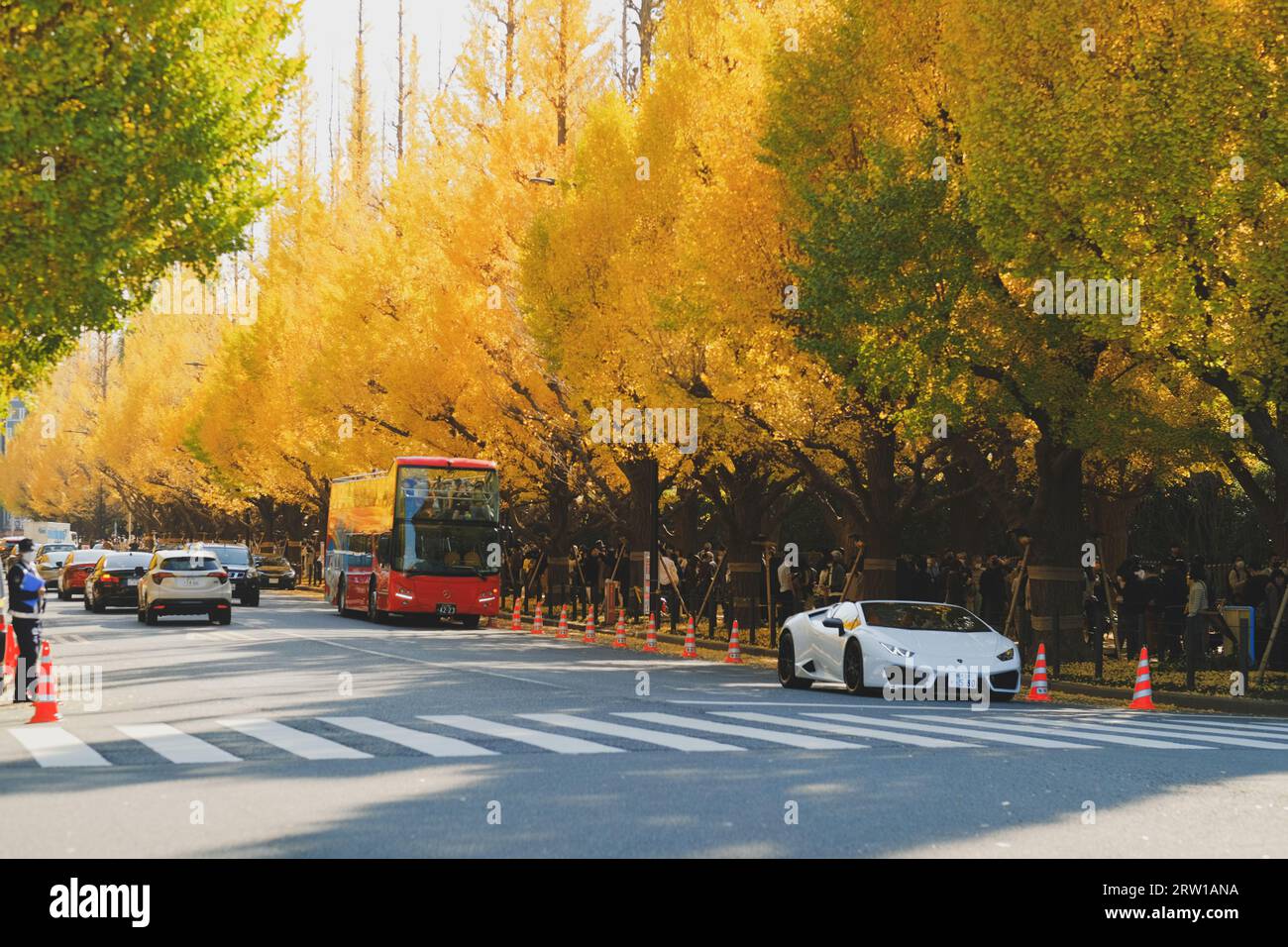 Beautiful trees with autumn leaves turning to yellow over a street ...