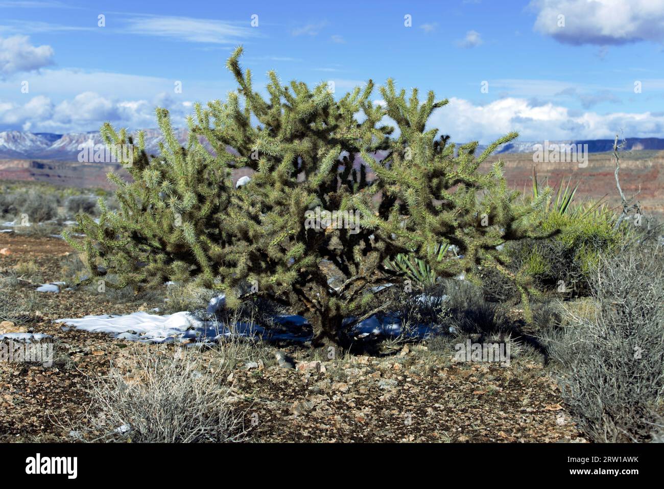 Joshua Tree: The Iconic Sentinel of the Desert Landscape Stock Photo ...