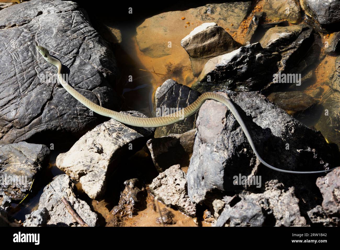 Black mamba snake young hi-res stock photography and images - Alamy