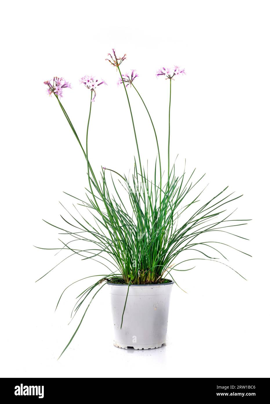 Allium roseum in front of white background Stock Photo - Alamy