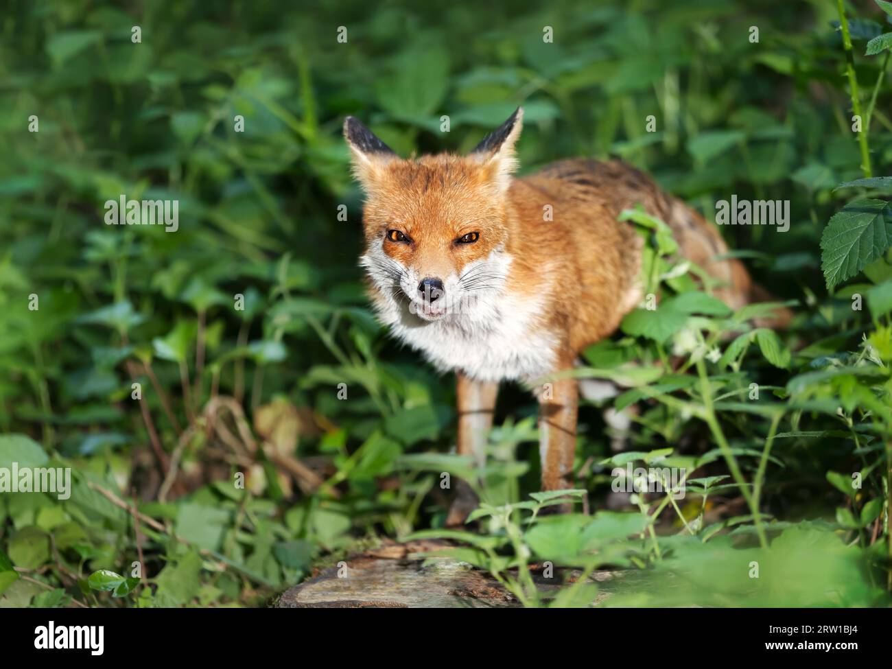 Fox in forest fern hi-res stock photography and images - Alamy