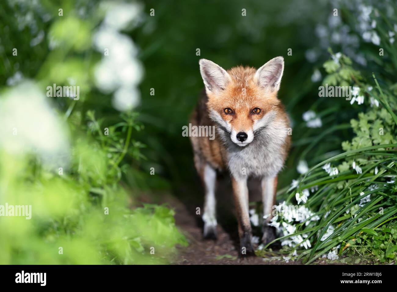 Red fox variety hi-res stock photography and images - Alamy
