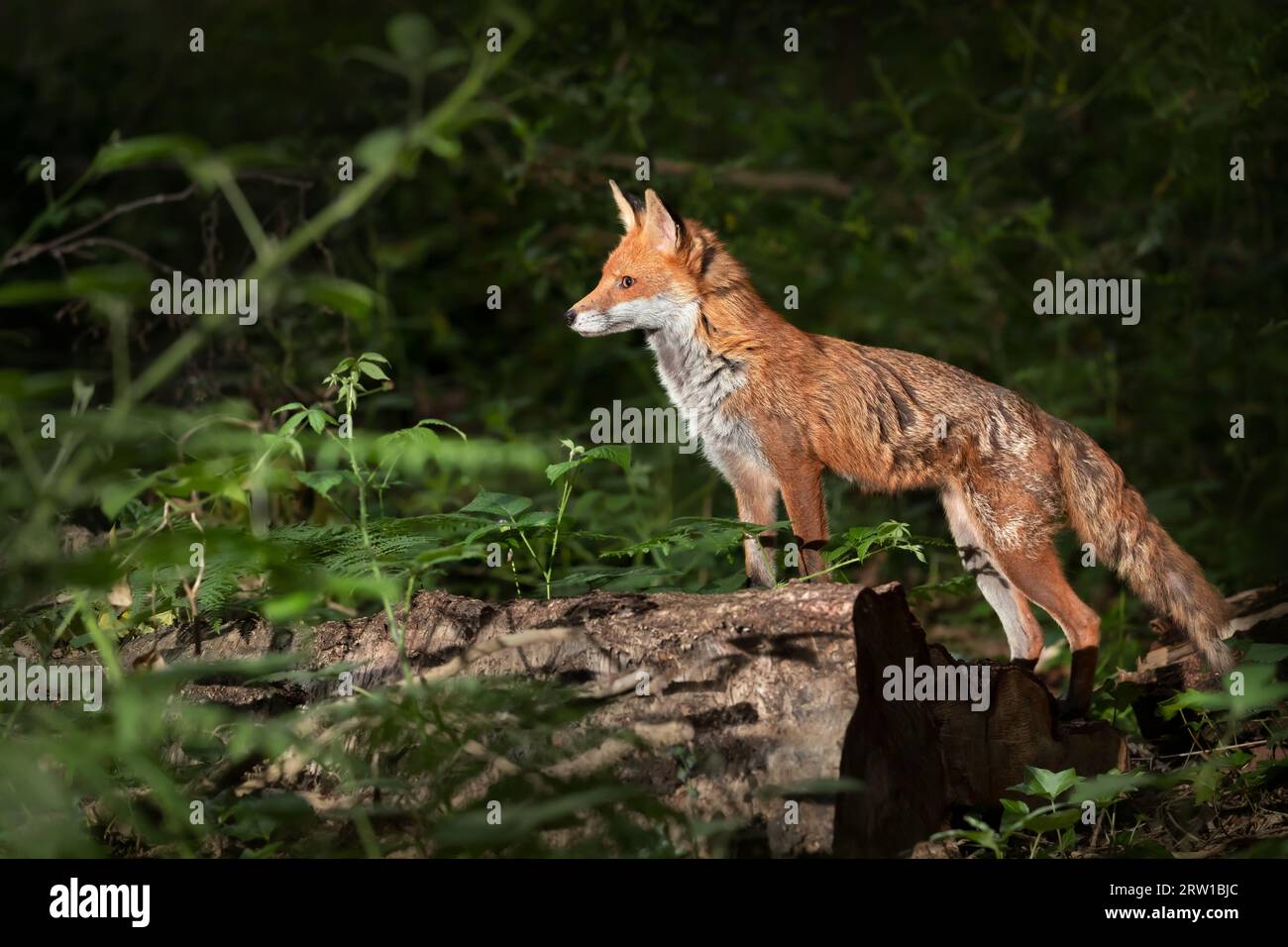 Fox woods hi-res stock photography and images - Alamy