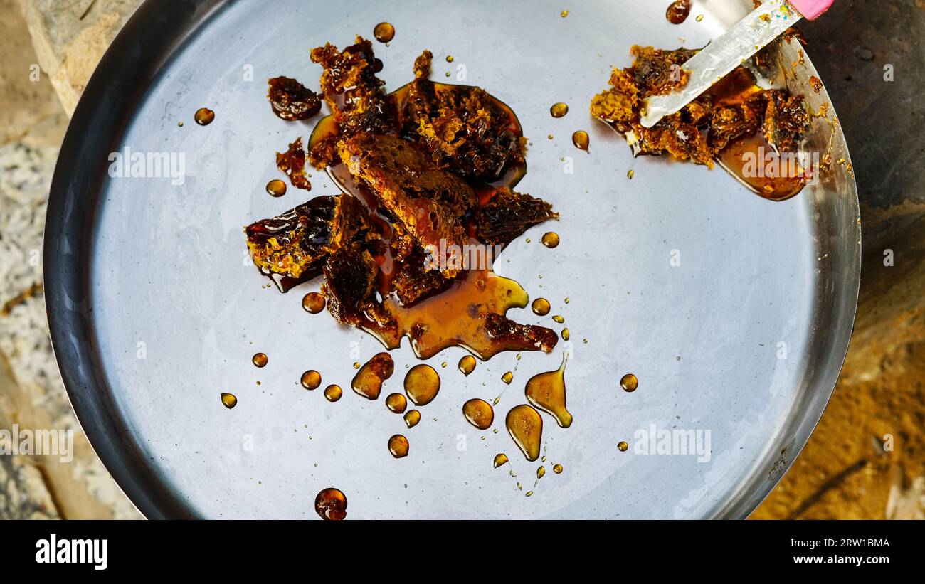 Honeycomb and bee or Apis florea on acacia tree and blur background ...