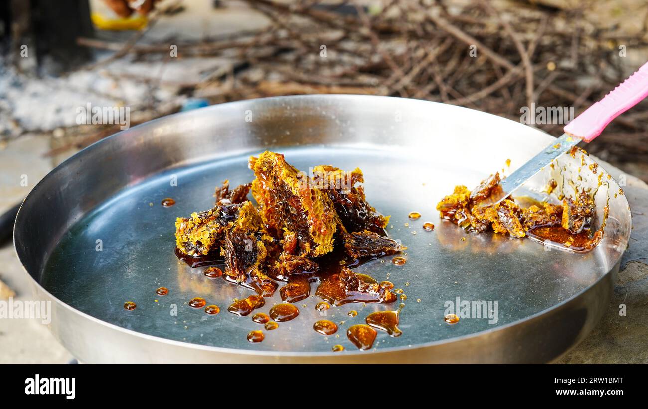 Honeycomb and bee or Apis florea on acacia tree and blur background ...