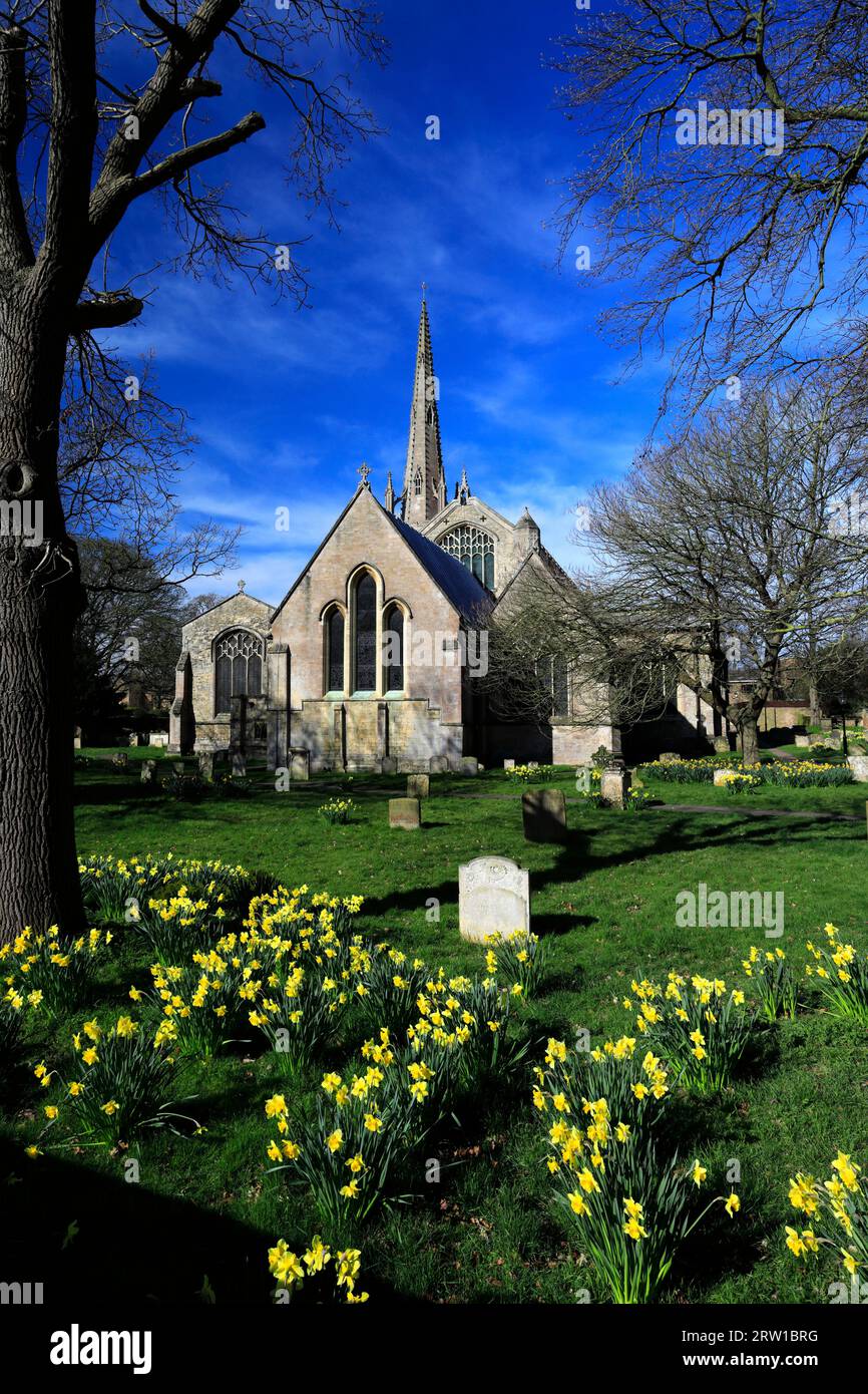 Daffodils at St Mary and St Nicolas Church, Spalding town; Lincolnshire ...
