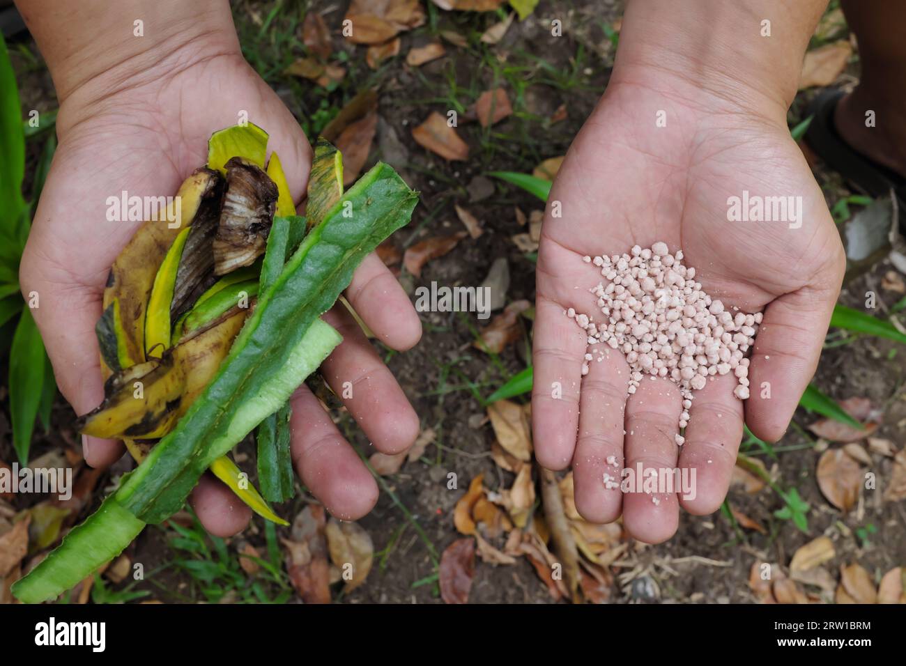 Human hand holding commercial chemical fertilizer pellets and kitchen ...