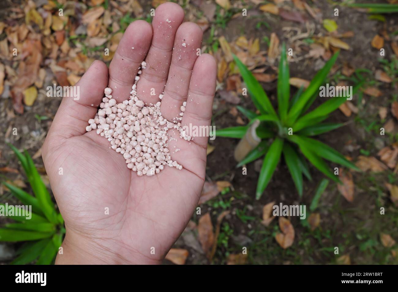 Human hand holding inorganic commercial fertilizer pellets. Chemical ...