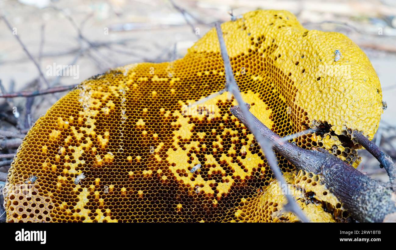 Honeycomb and bee or Apis florea on acacia tree and blur background ...