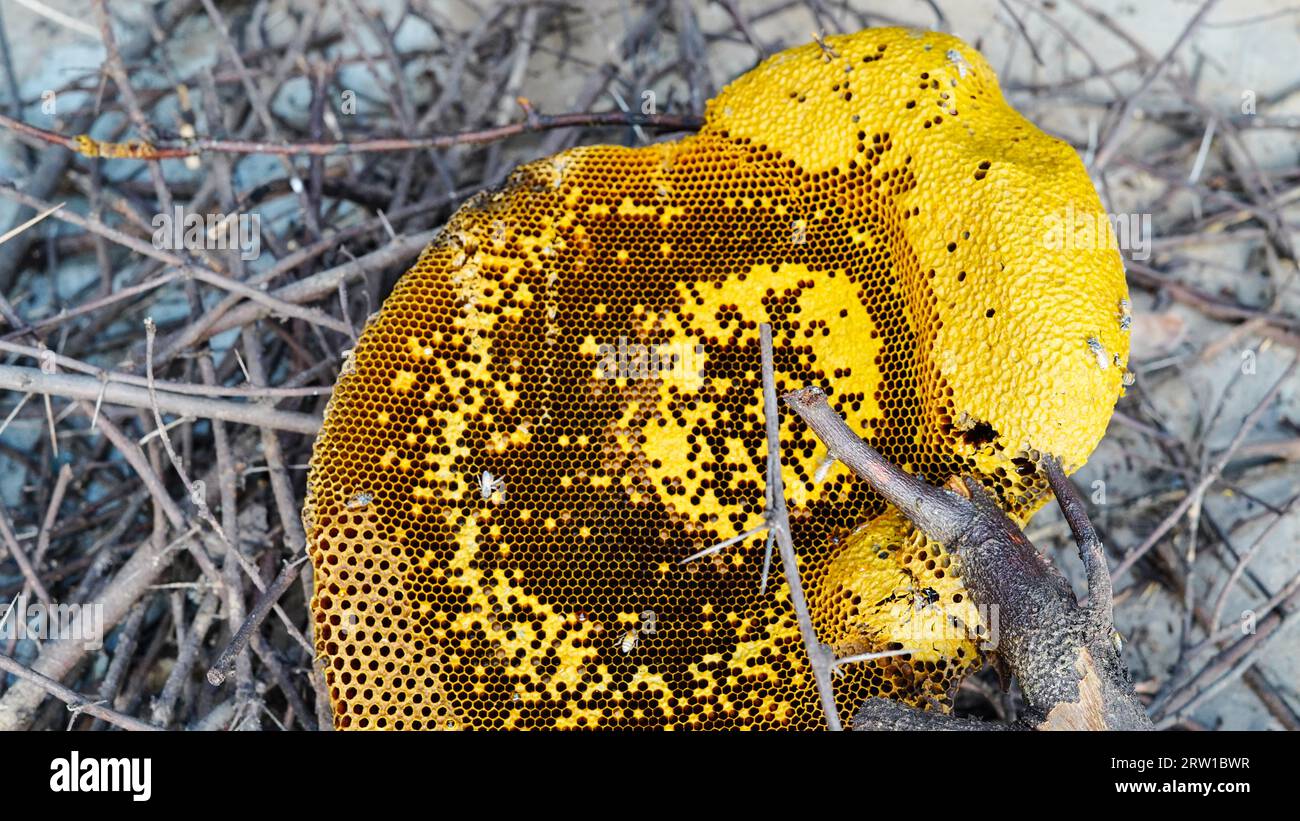 Honeycomb and bee or Apis florea on acacia tree and blur background ...