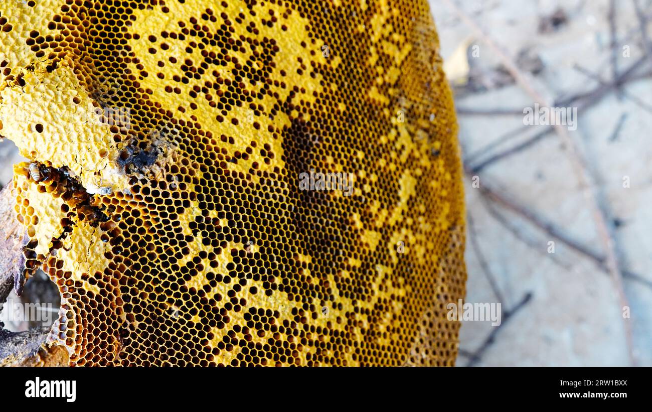 Honeycomb and bee or Apis florea on acacia tree and blur background ...
