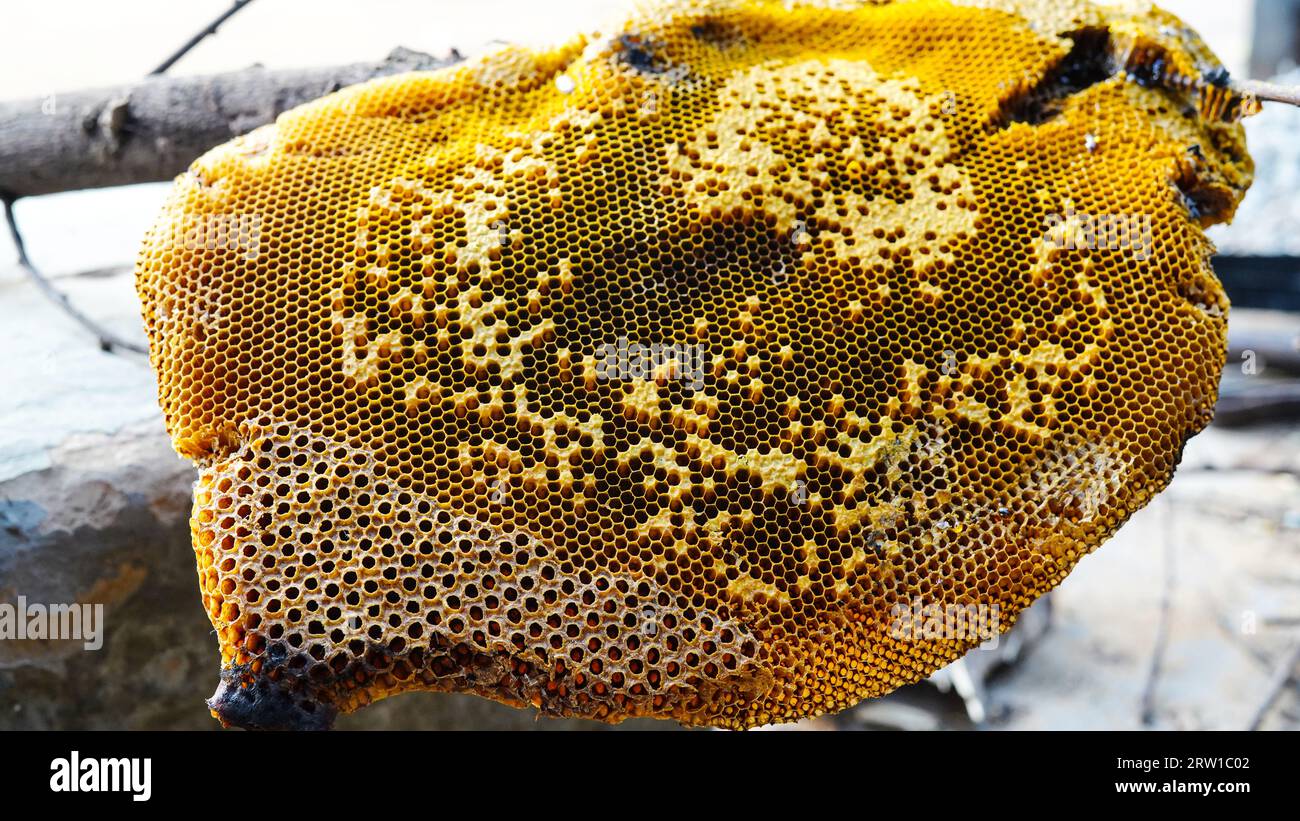Honeycomb cell growth hi-res stock photography and images - Alamy