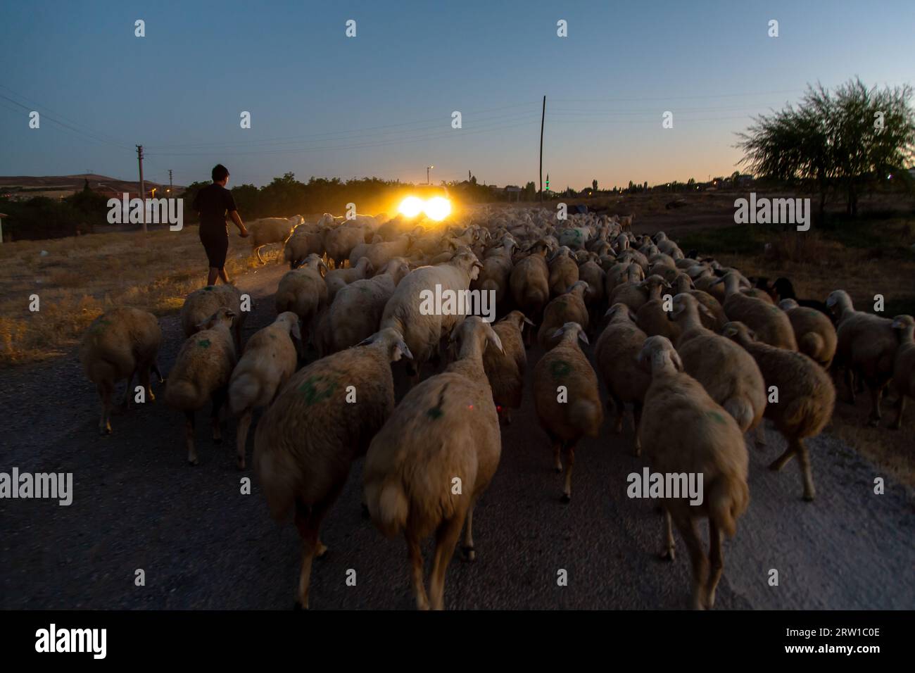 Young man driving flock of sheep hi-res stock photography and images ...