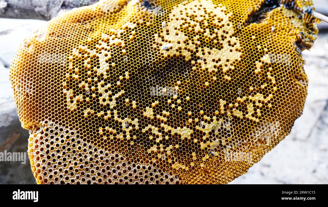 Honeycomb and bee or Apis florea on acacia tree and blur background ...