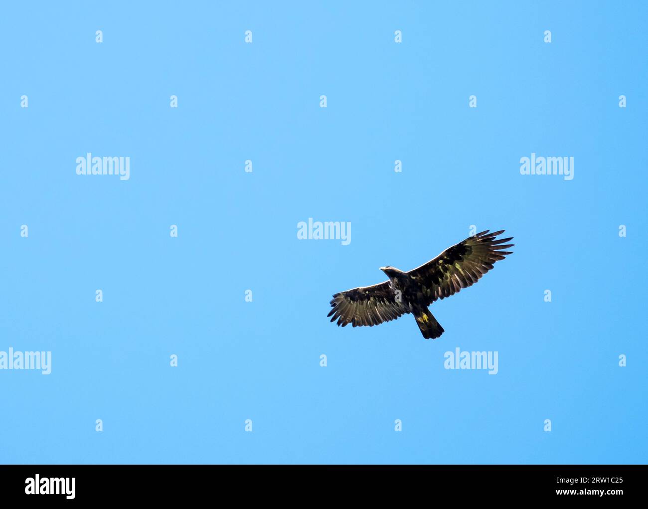 A Golden Eagle, Aquila chrysaetos on the Oa near Port Ellen on Islay ...