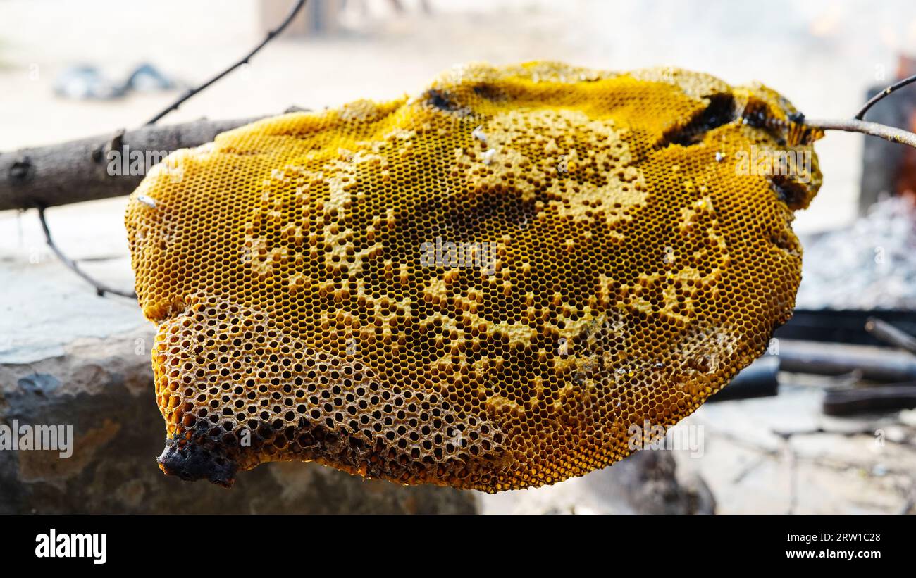 Honeycomb and bee or Apis florea on acacia tree and blur background ...