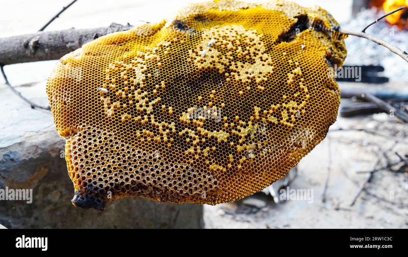 Honeycomb and bee or Apis florea on acacia tree and blur background ...