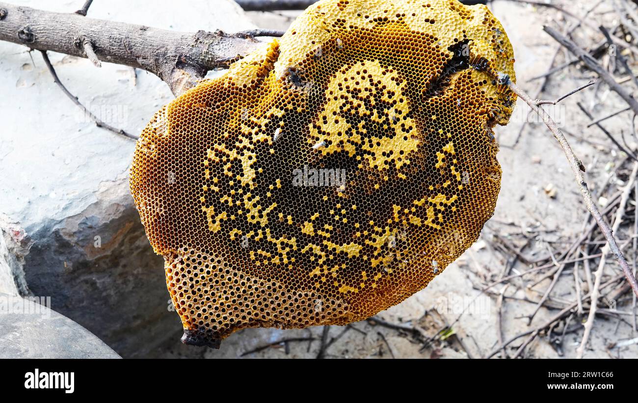 Honeycomb and bee or Apis florea on acacia tree and blur background ...