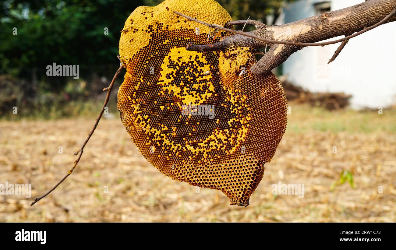 Honeycomb and bee or Apis florea on acacia tree and blur background ...