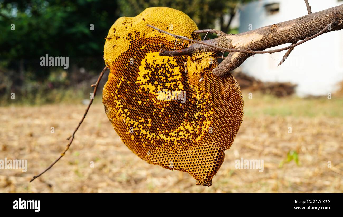 Honeycomb and bee or Apis florea on acacia tree and blur background ...