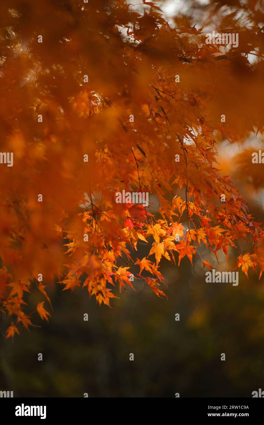 Beautiful leaves background hi-res stock photography and images - Alamy