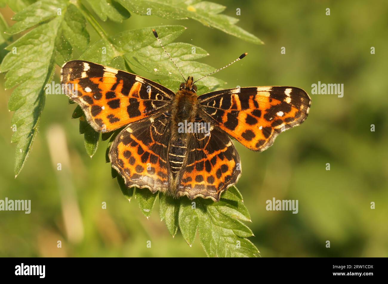 Natural closeup on the colorful orange spring version of the map ...