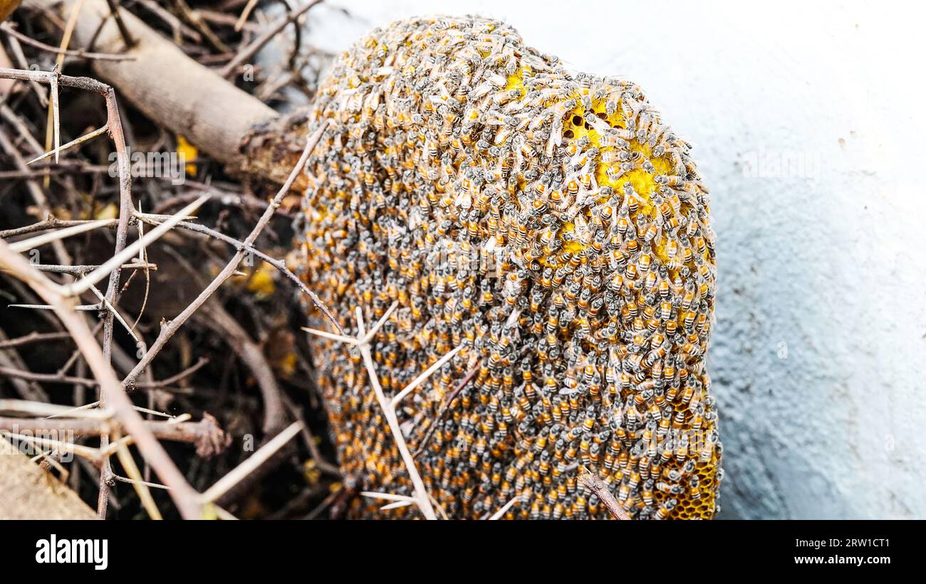 Honeycomb and bee or Apis florea on acacia tree and blur background ...