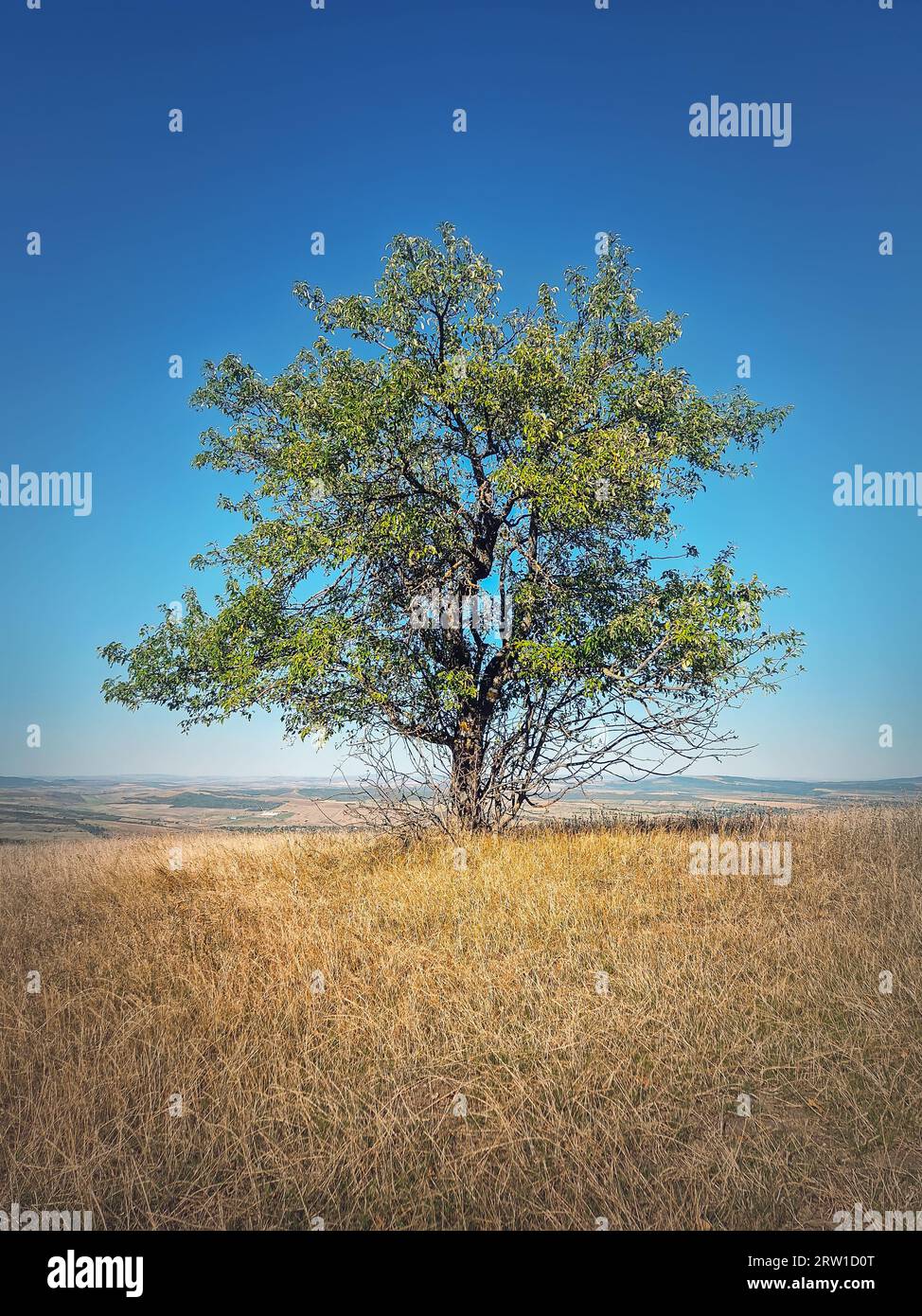 Tree at the top of a hill hi-res stock photography and images - Alamy