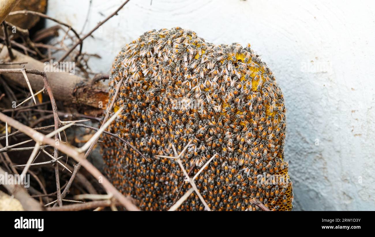 Honeycomb and bee or Apis florea on acacia tree and blur background ...