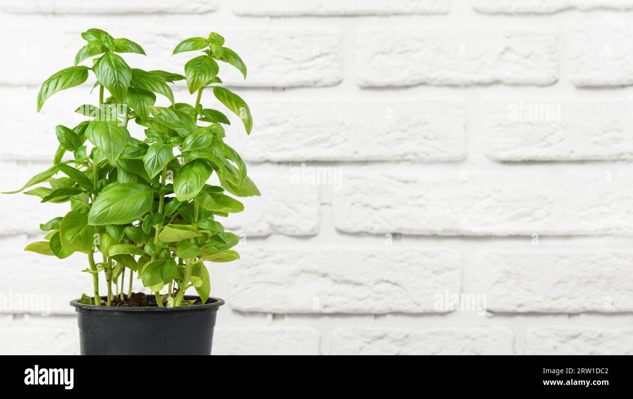 Fresh green organic basil in pot on white brick background with copy ...