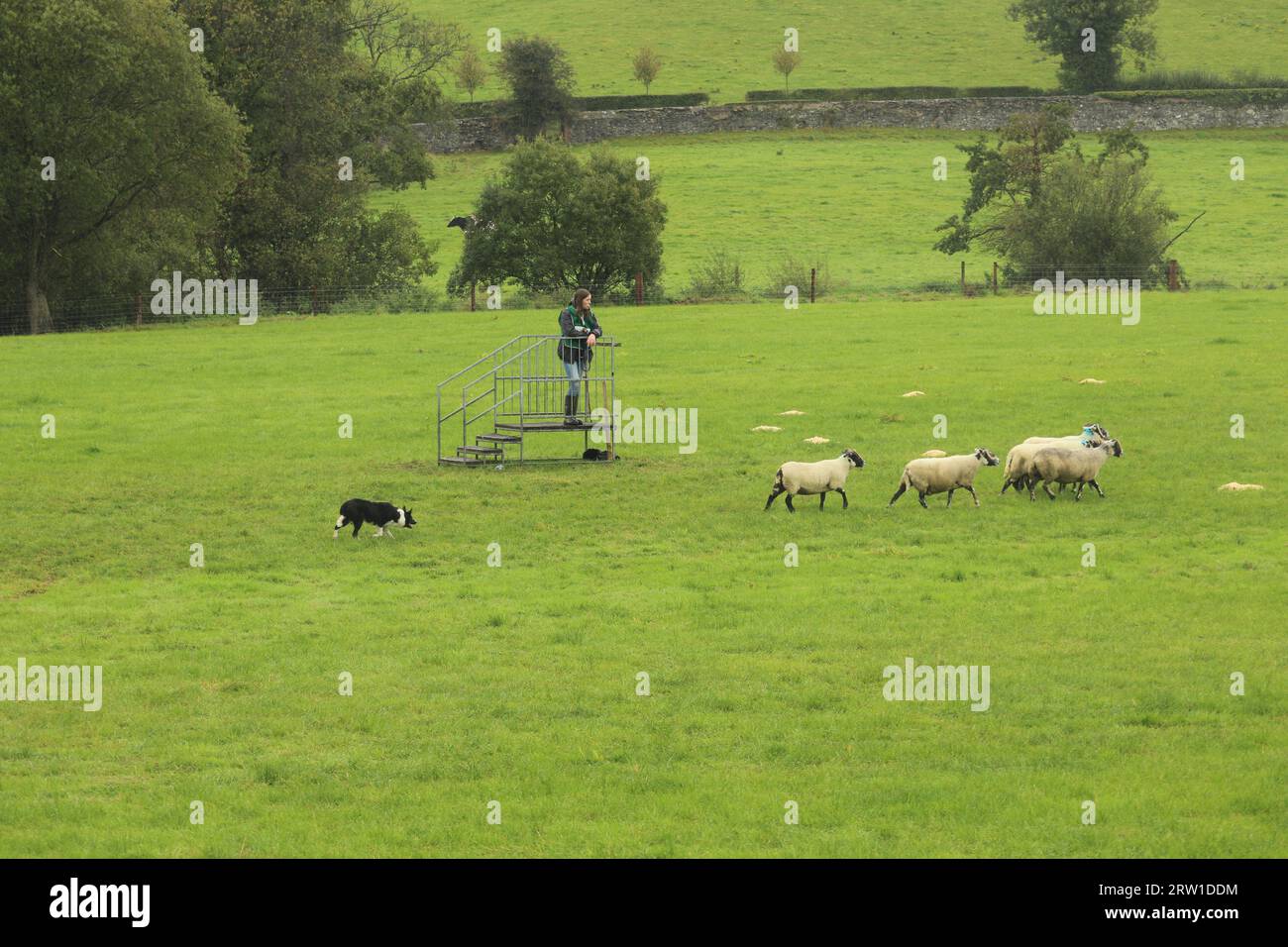 Tara Foley and dog Neuadd Lwyd Skye (Ireland) compete in Young Handlers ...