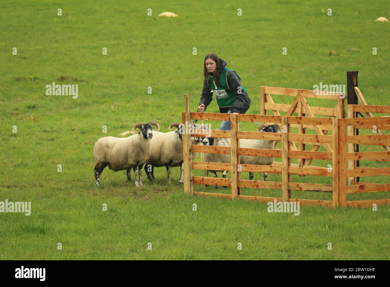 Tara Foley and dog Neuadd Lwyd Skye (Ireland) compete in Young Handlers ...