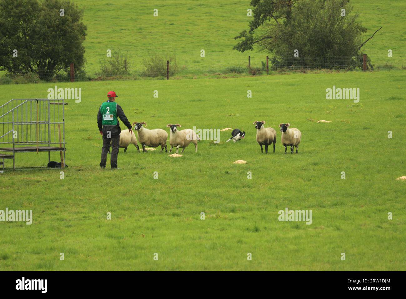 Joren De Bruycker and dog Jen compete in Young Handlers Competition ...