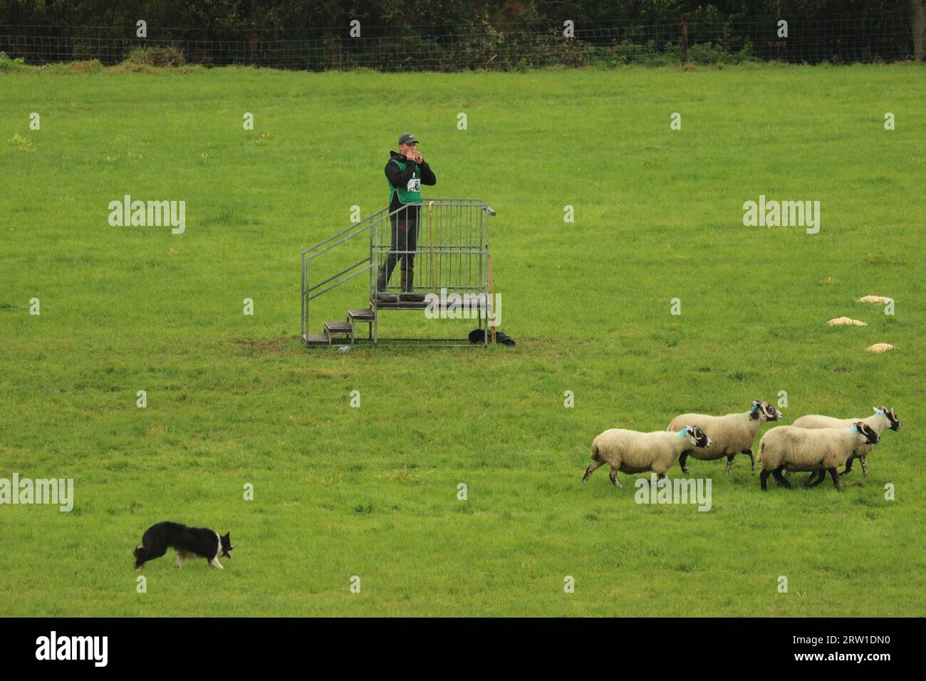 Benjamin Birkeland (Norway) and dog Kiera compete in the Young Handers ...