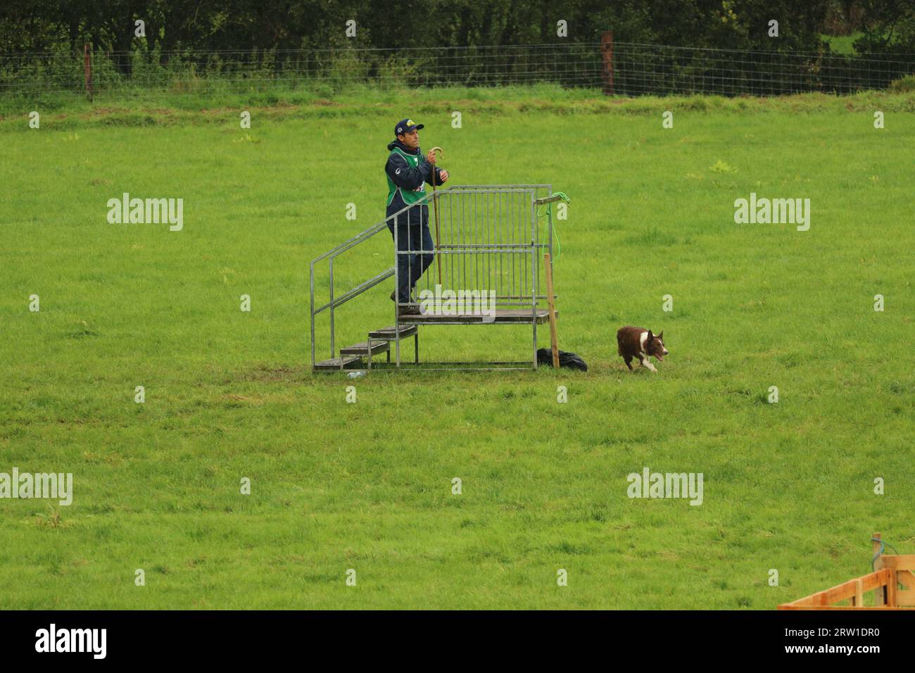 Diogo Ruiz Santos and Capitão Fort Reno competing at the World Sheepdog ...