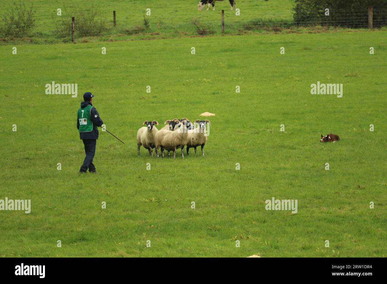Diogo Ruiz Santos and Capitão Fort Reno competing at the World Sheepdog ...
